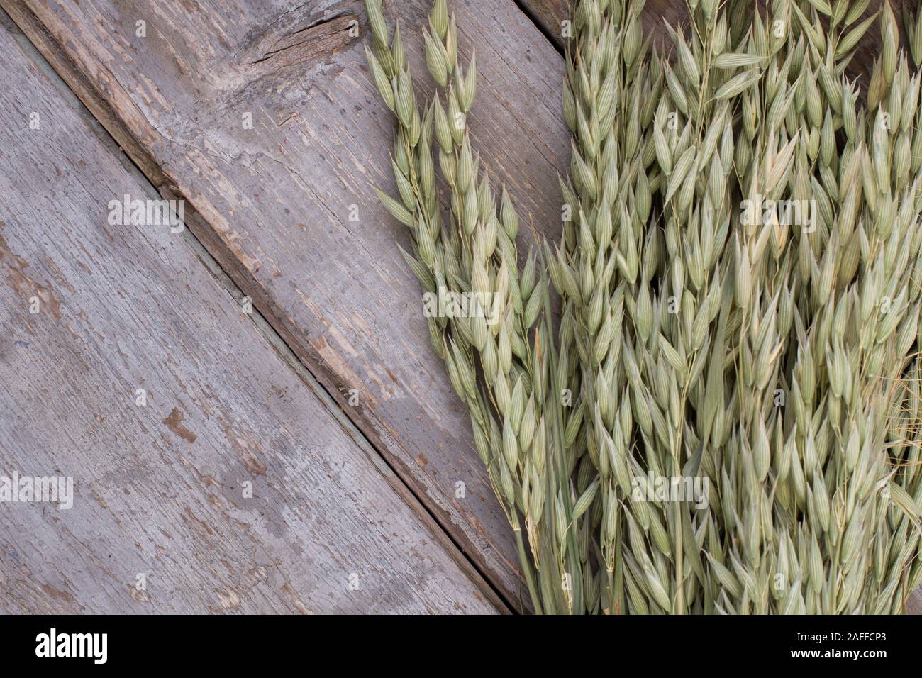 Oat ears hi-res stock photography and images - Alamy