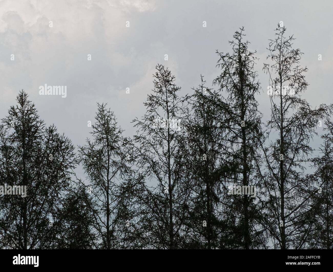 Tall tree tops hi-res stock photography and images - Alamy