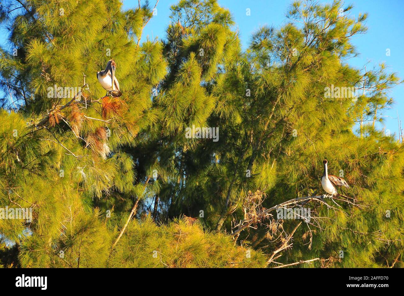 A Pelican siting on a tree limb is a very rare sight due to their web ...