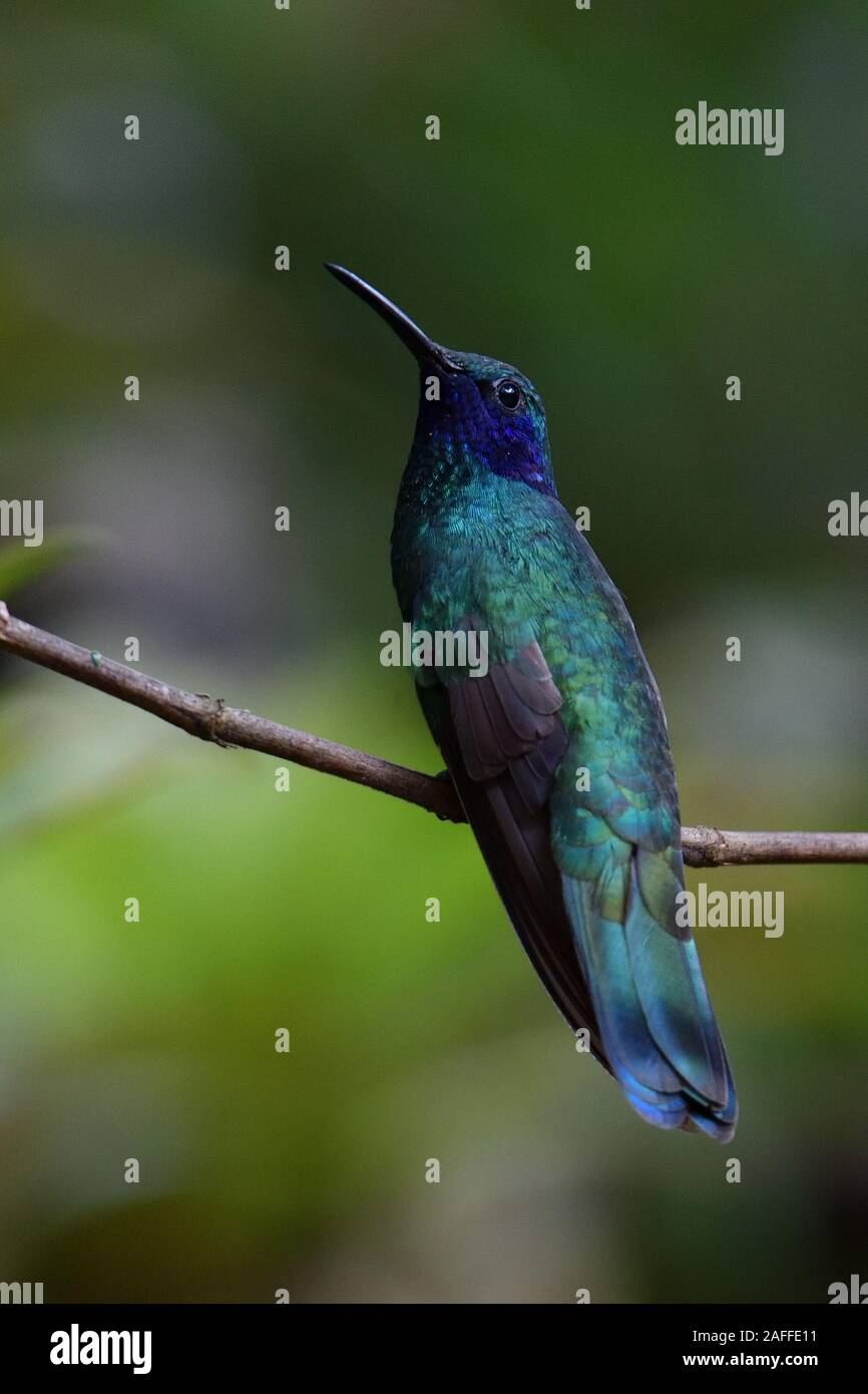Sparkling Violetear hummingbird Stock Photo - Alamy