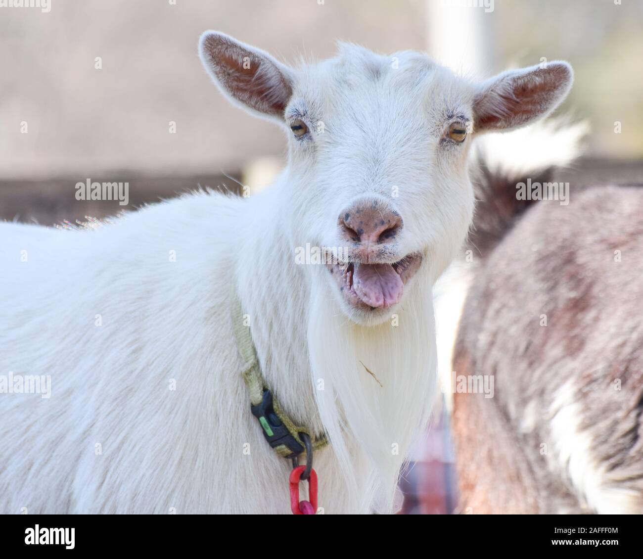Goat Making a Happy Face Stock Photo - Alamy