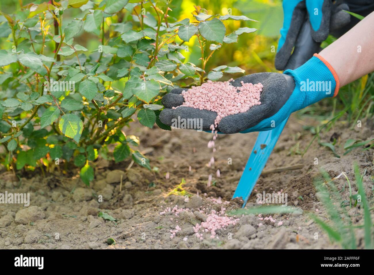 Nitrogen fertilizer hands hi-res stock photography and images - Alamy