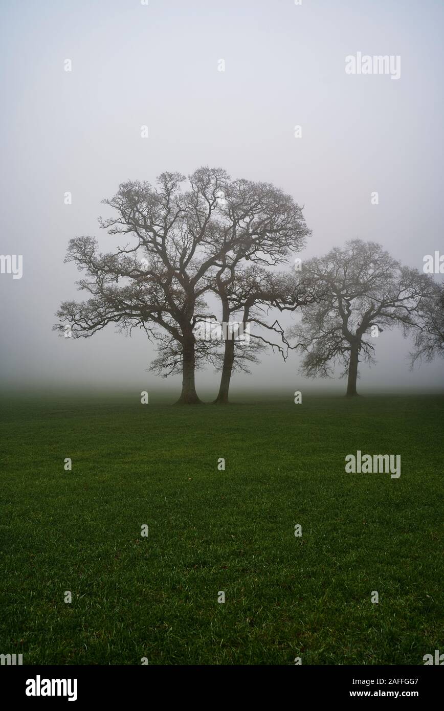 English ash trees hi-res stock photography and images - Alamy