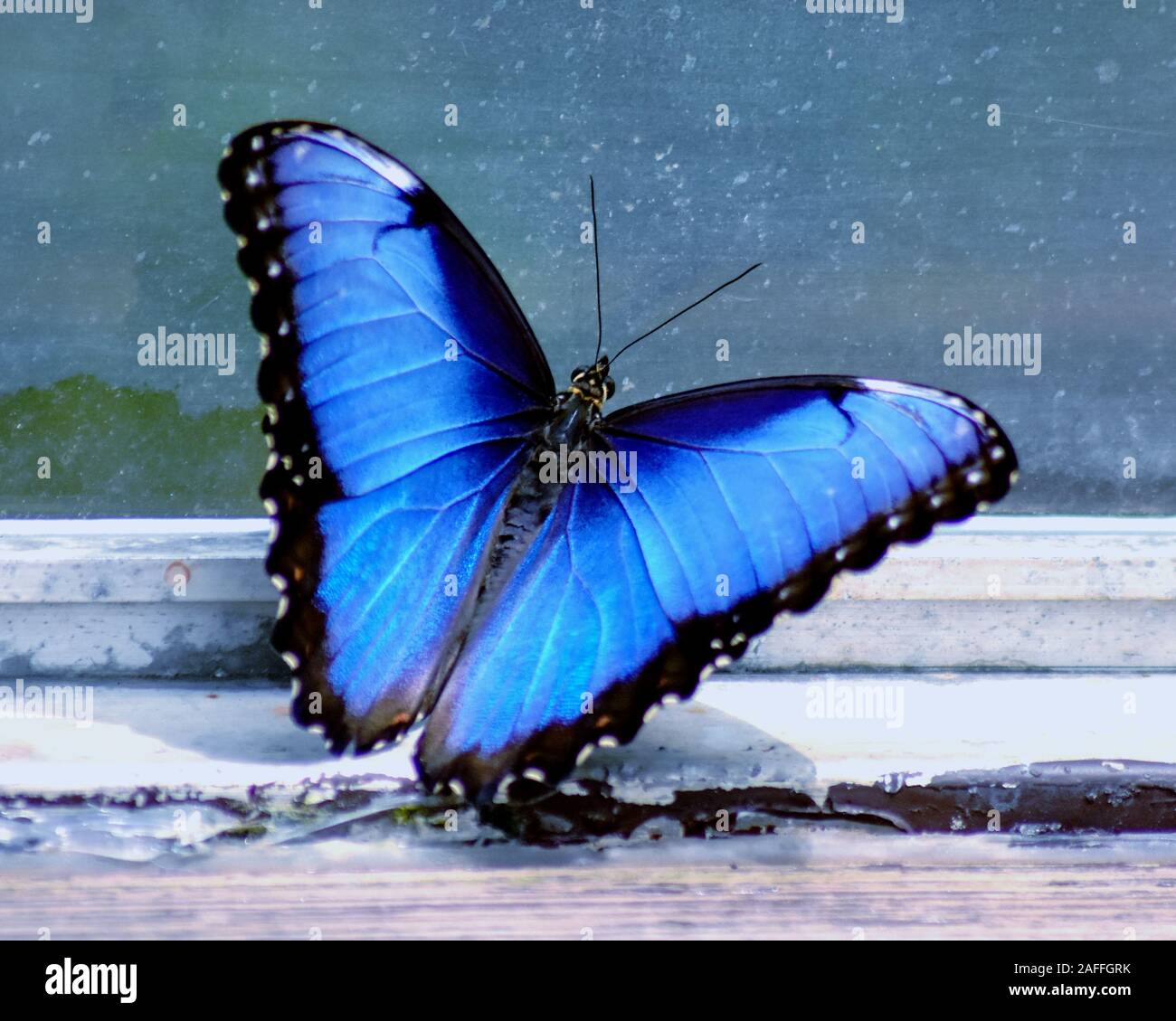 Morphidae butterfly hi-res stock photography and images - Alamy