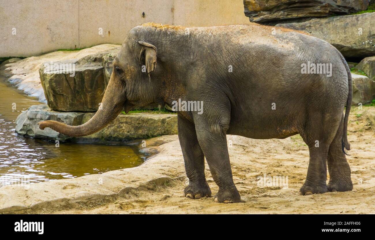 Asian Elephant Endangered