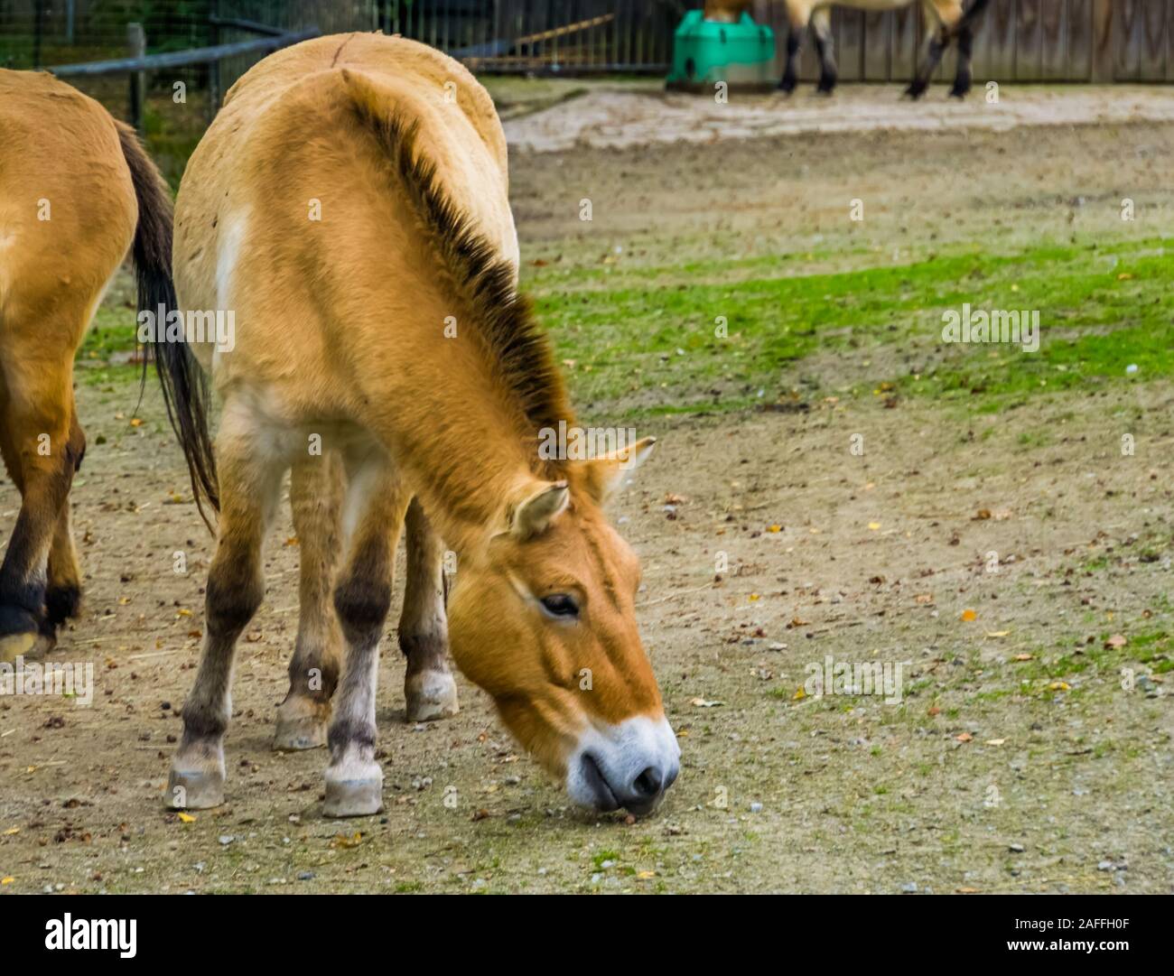 Wild mongolian horse grazing in the pasture, Endangered animal specie ...