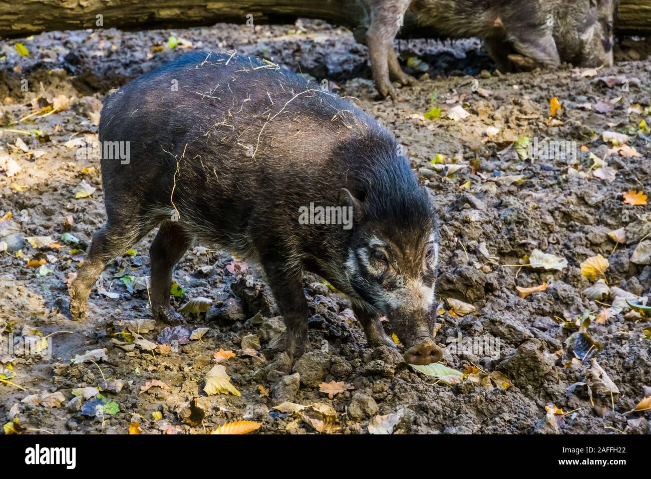 closeup portrait of a visayan warty pig, wild boar, critically ...