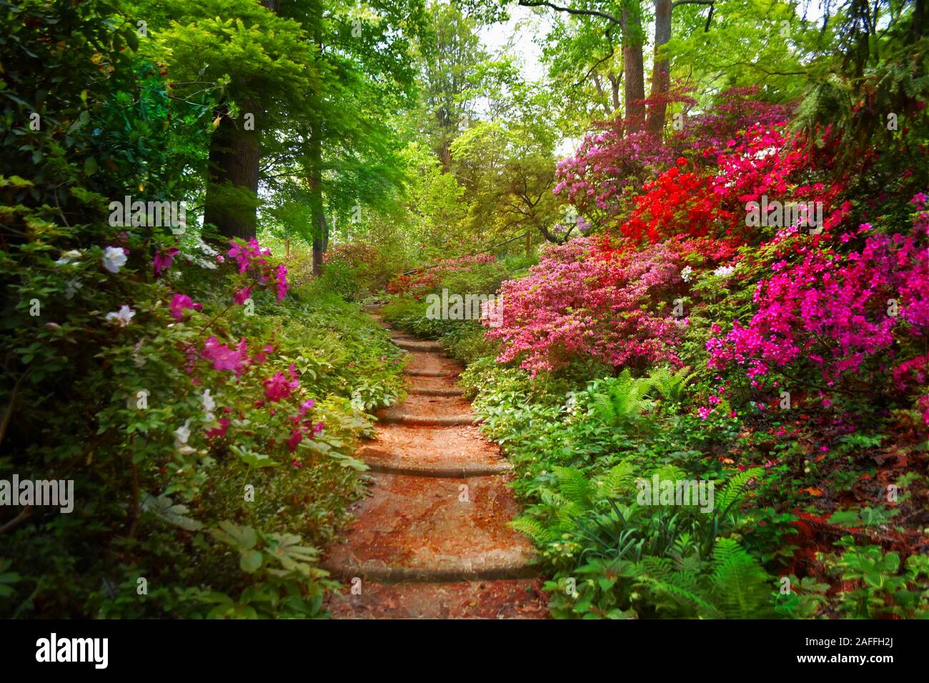Path through colorful Azaleas Stock Photo - Alamy