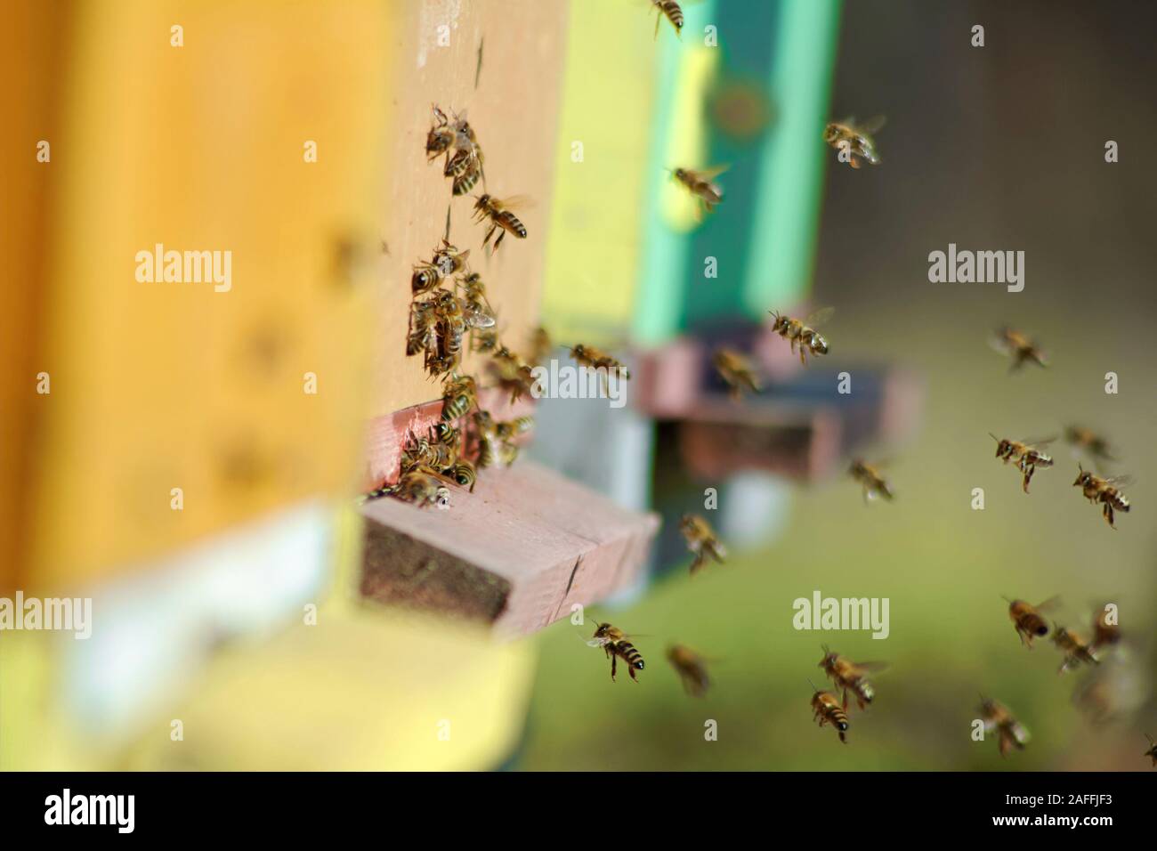 Spring insect hi-res stock photography and images - Alamy