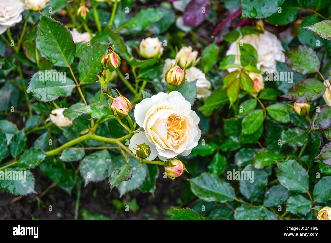 Light cream pink rose flower bush with rain water drops. Close-up photo ...