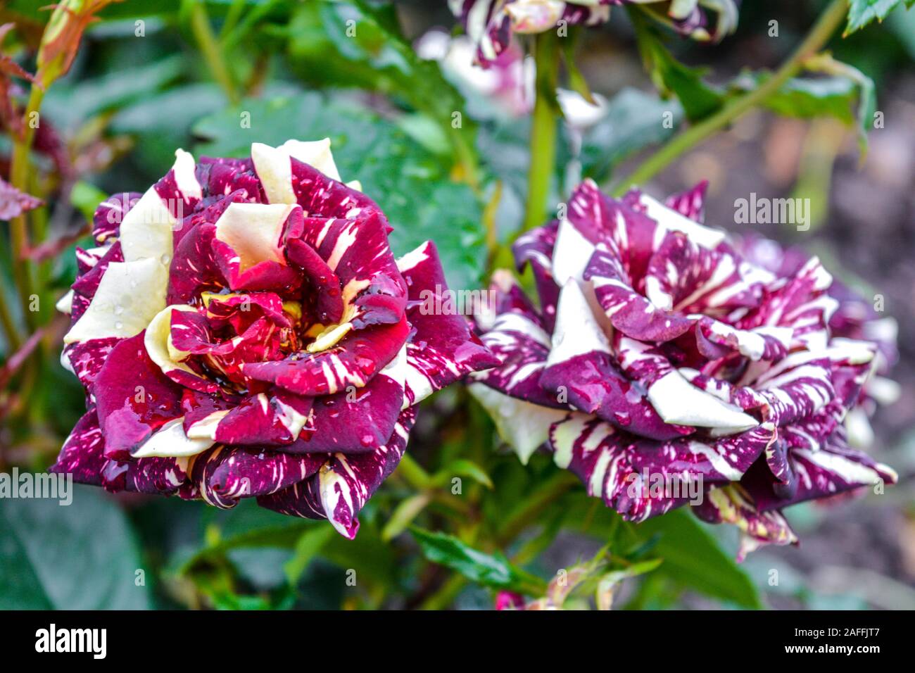 Motley in white and red rose flower bush with rain water drops in bloom ...