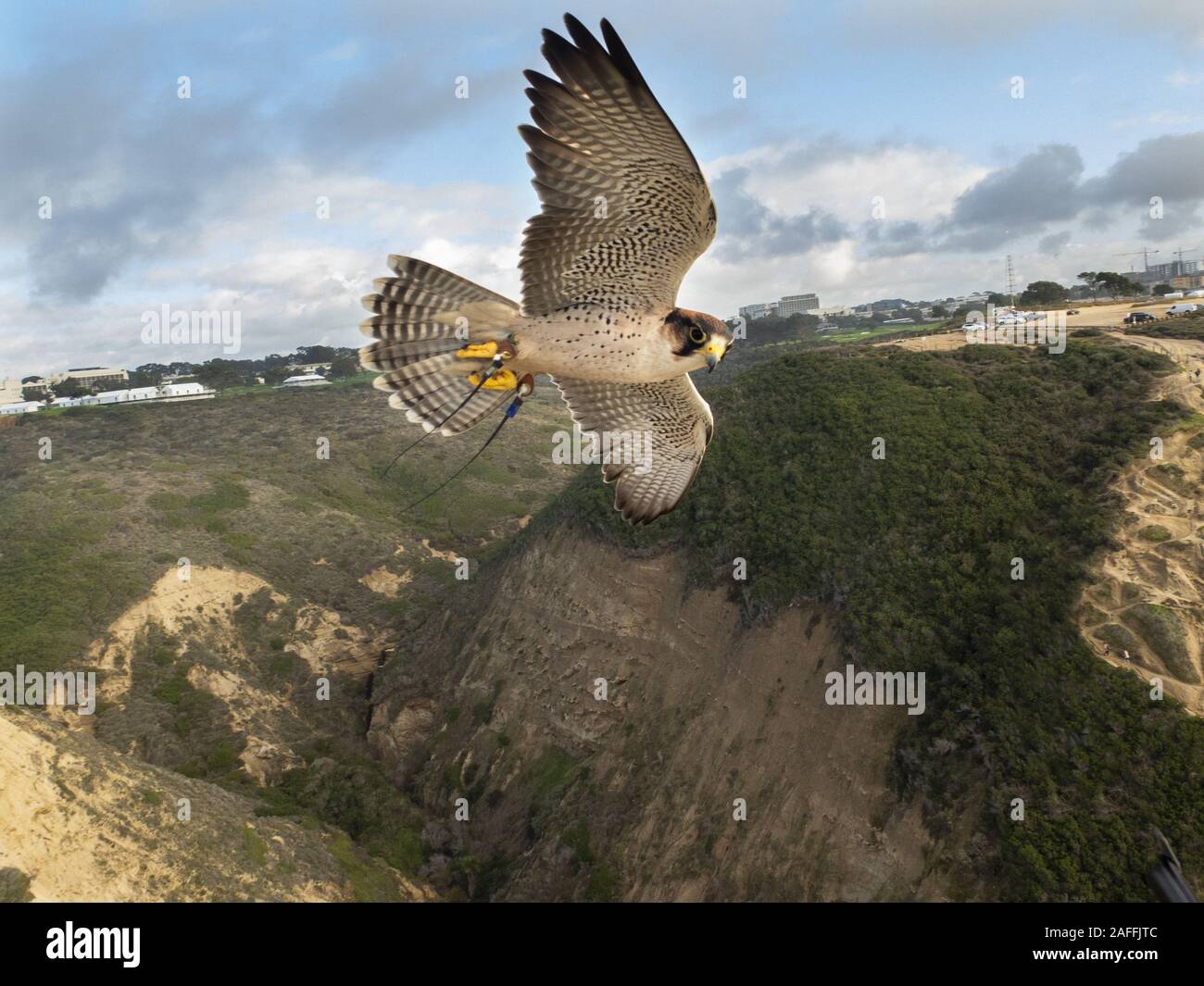 San Diego, California, USA. 14th Dec, 2019. A falcon flies along the ...
