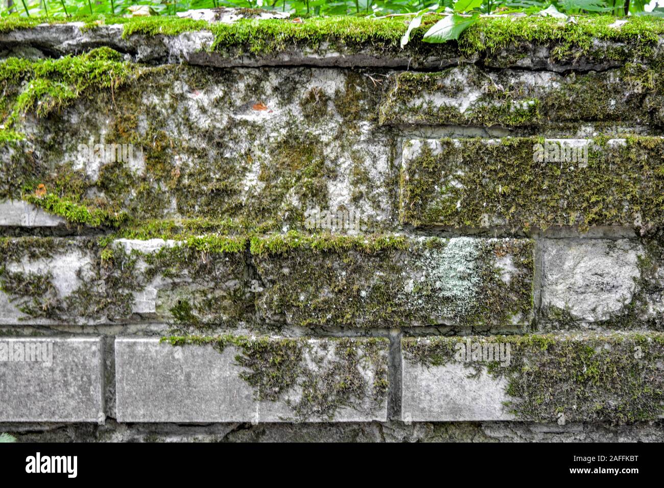 Ancient stone wall of ruin overgrown with grass and moss. Texture of ...