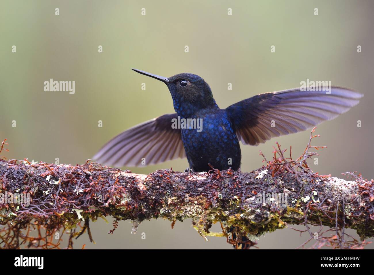 Elfin forest hummingbirds hi-res stock photography and images - Alamy
