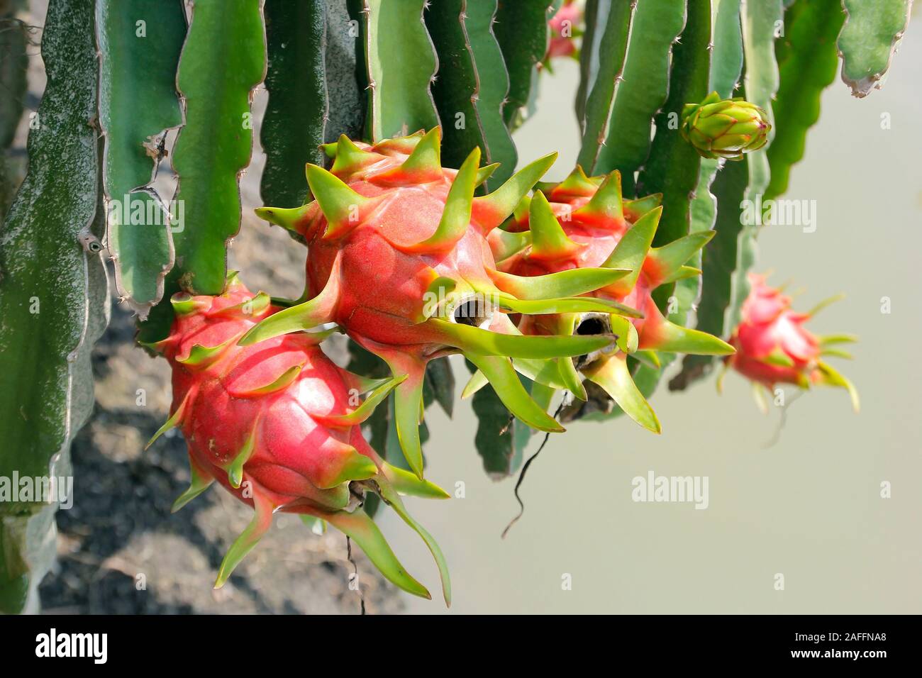 Dragon fruit farm hi-res stock photography and images - Alamy