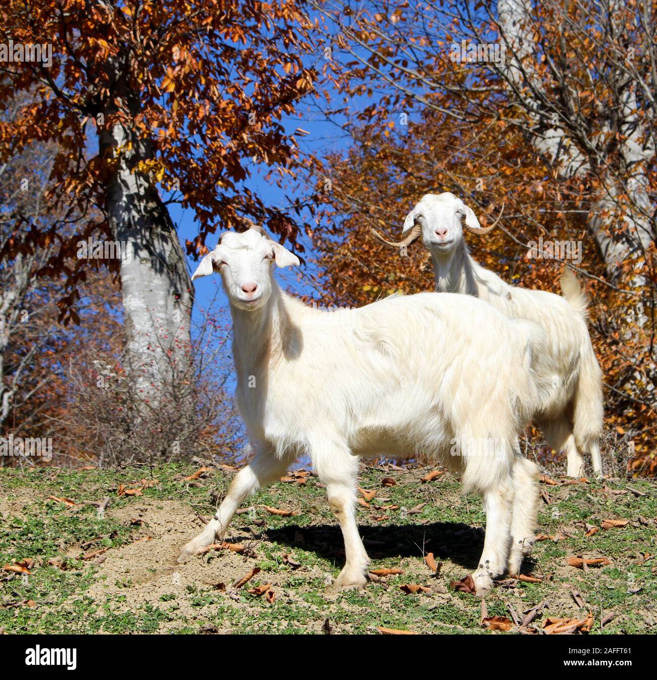 Two Naughty Goats in High altitudes. They were part of a flock of sheep ...