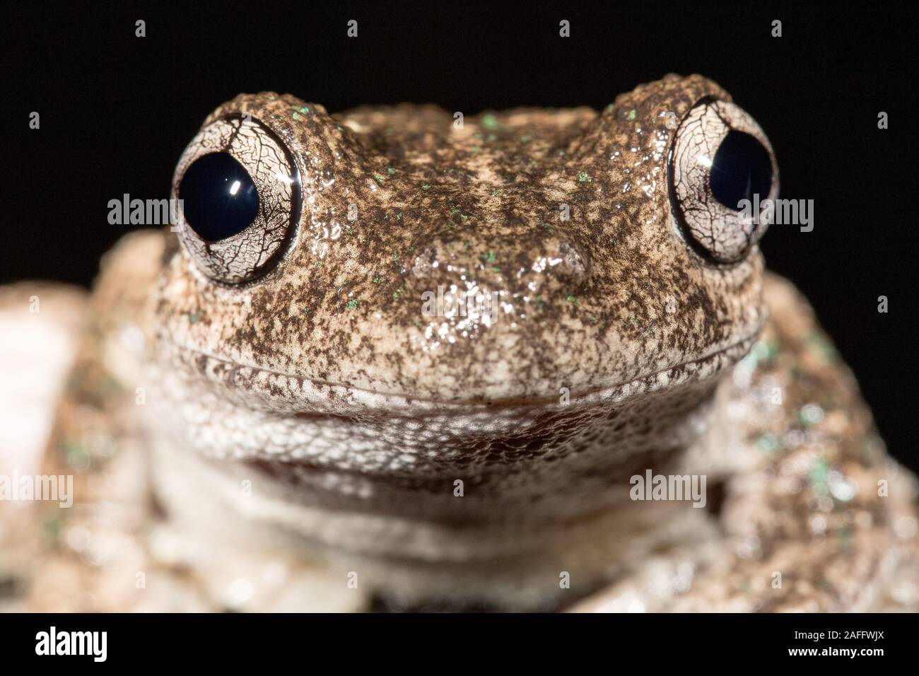 Peron's or Emerald spotted Tree Frog Stock Photo - Alamy