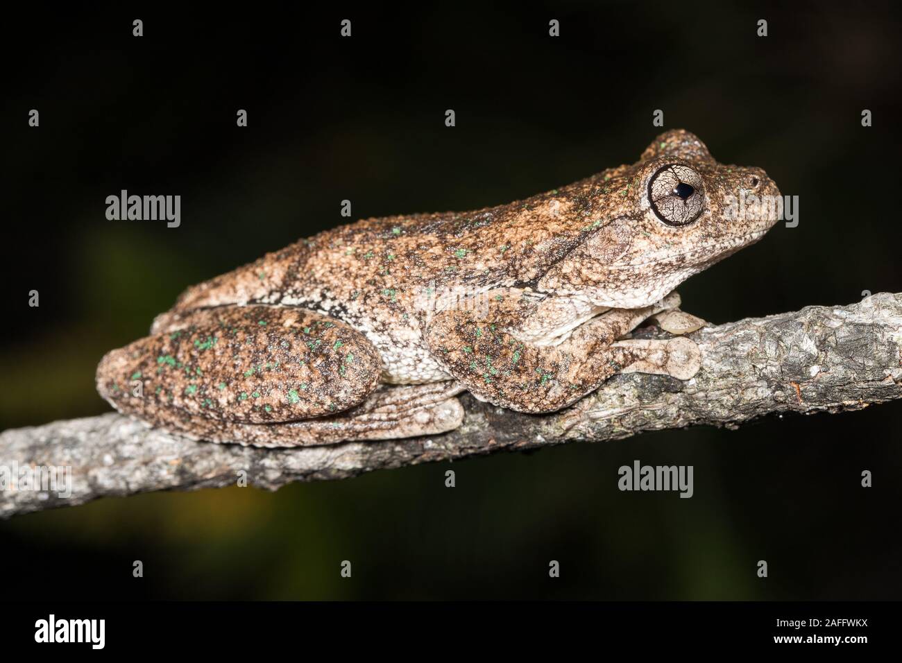 Perons tree frog hi-res stock photography and images - Alamy