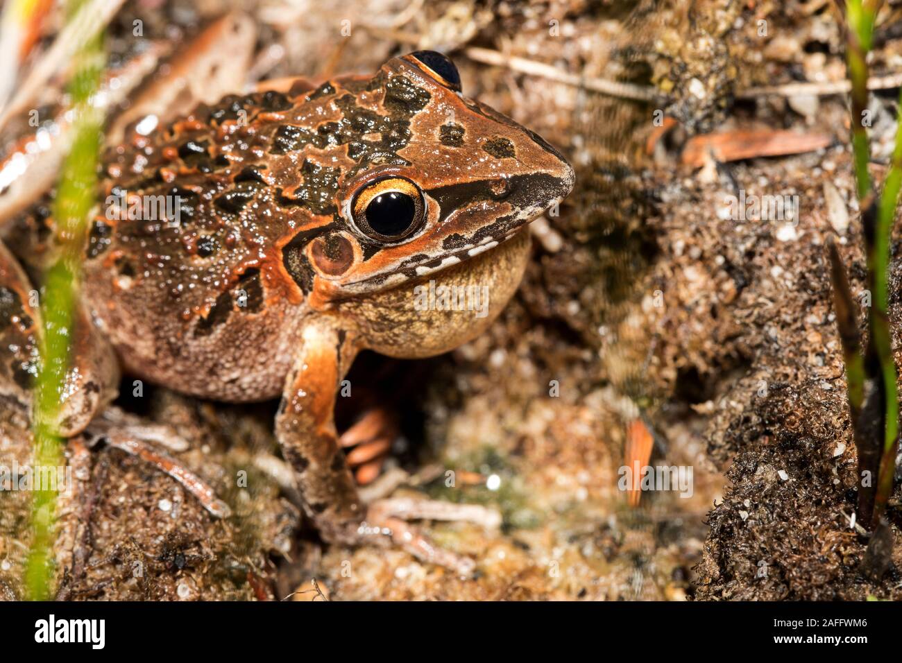 Freycinet's Frog calling Stock Photo - Alamy