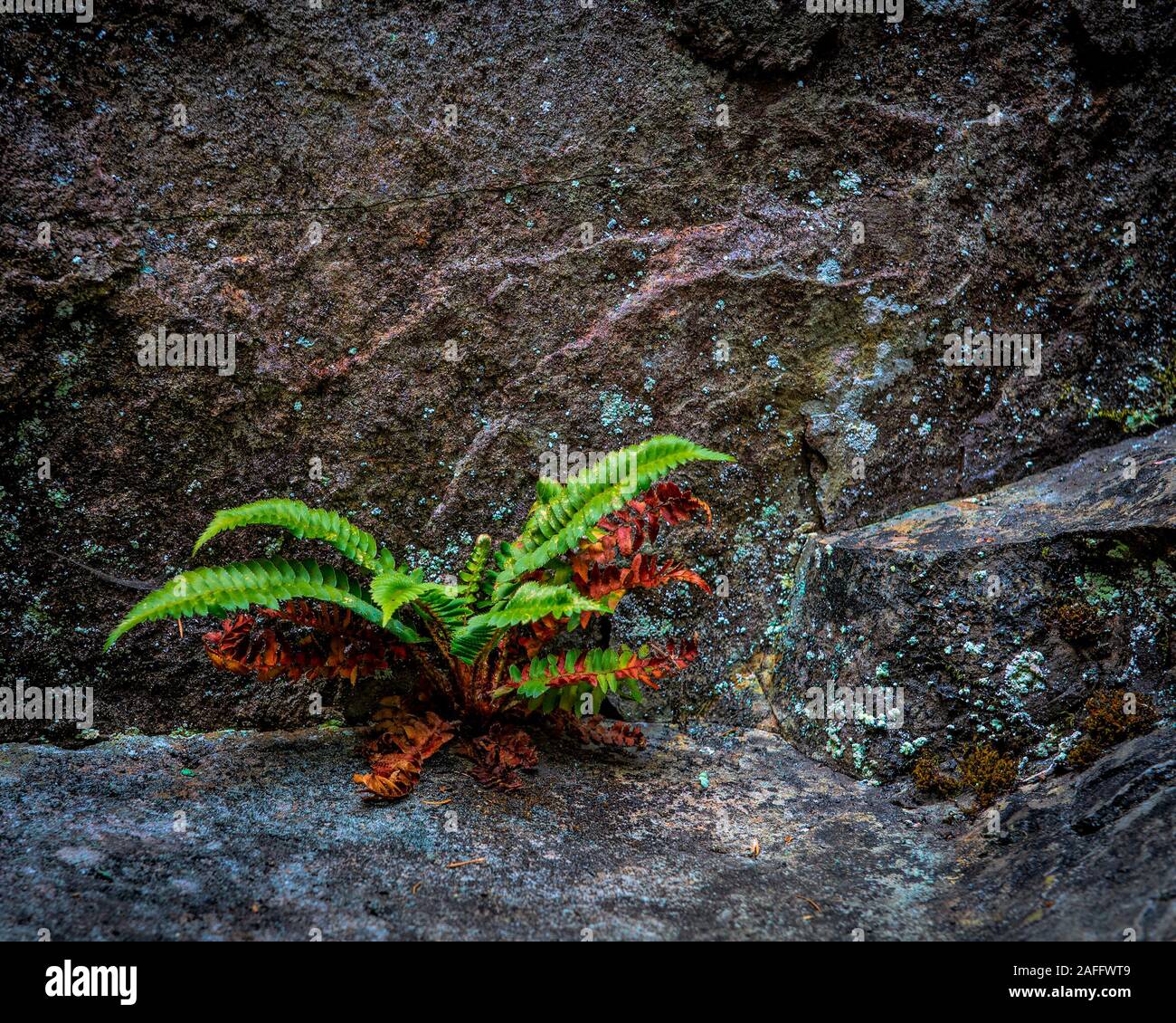 Very green vibrant fern growing on a rock illustrating the concept of ...