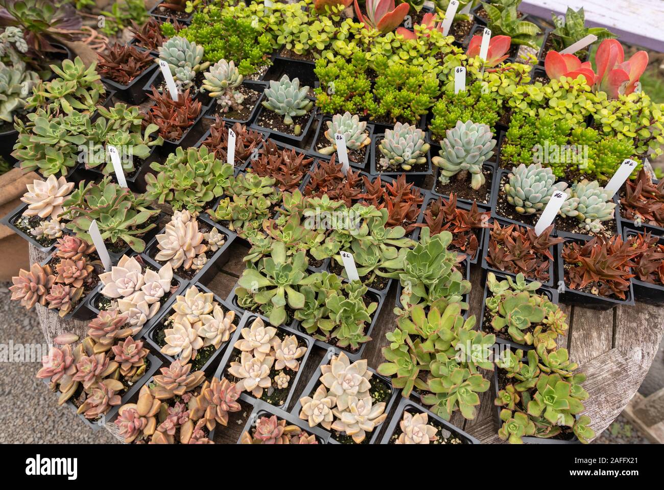 Plants High Resolution Stock Photography and Images - Alamy