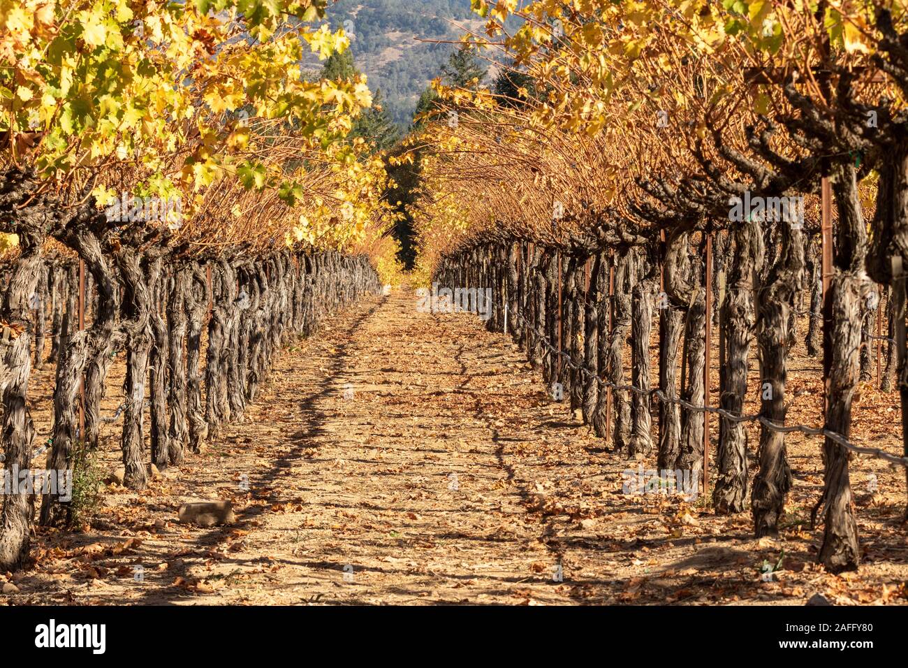 Rows of grapevines in fall Stock Photo - Alamy