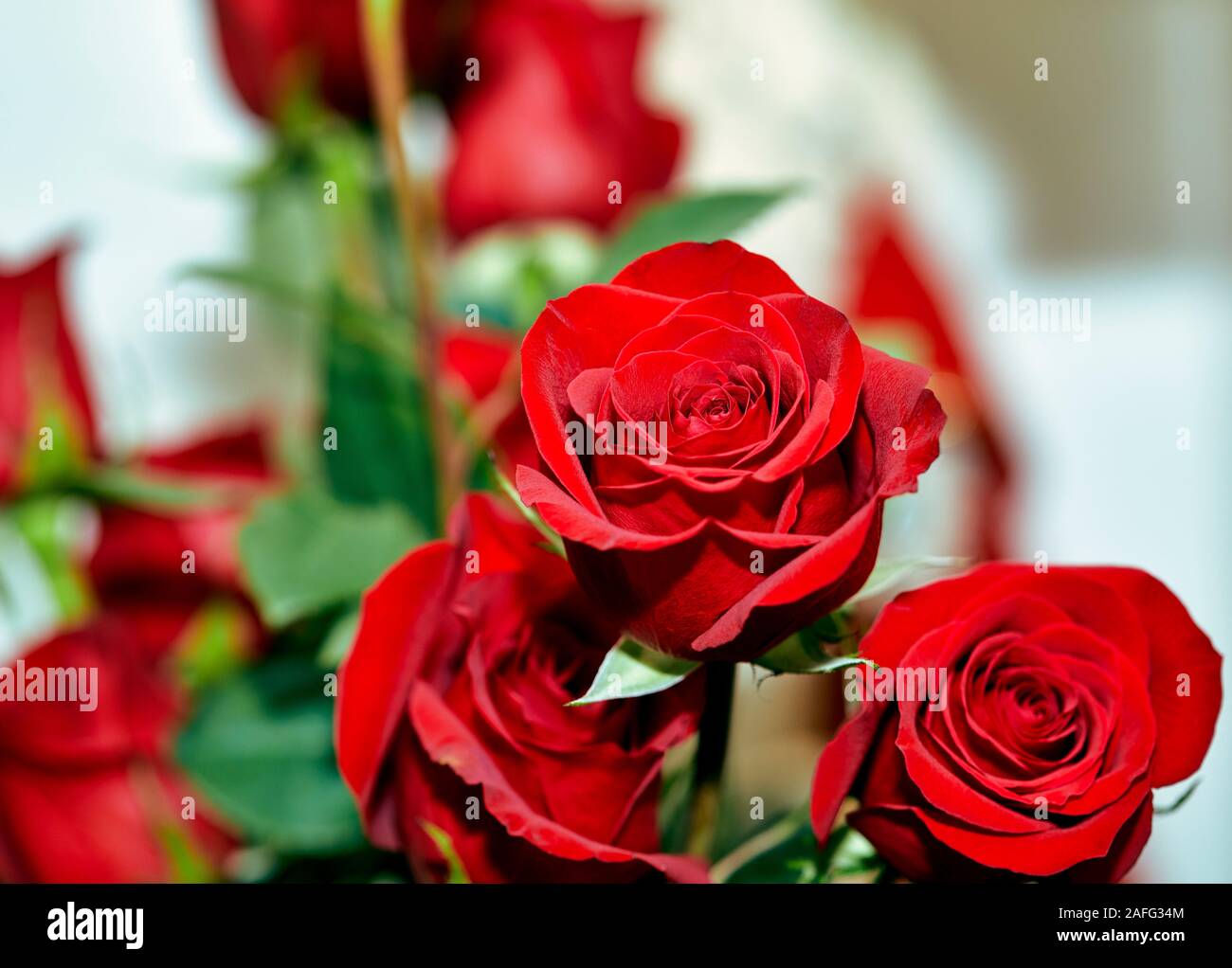 Pretty red roses in a vase hi-res stock photography and images - Alamy