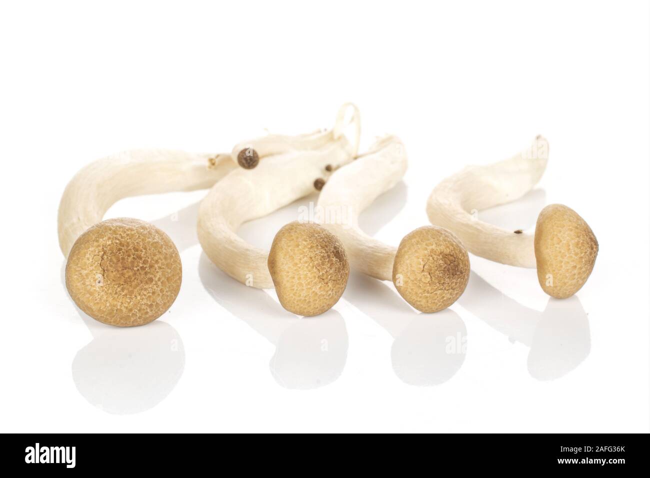 Group of four whole shimeji brown mushroom isolated on white background ...