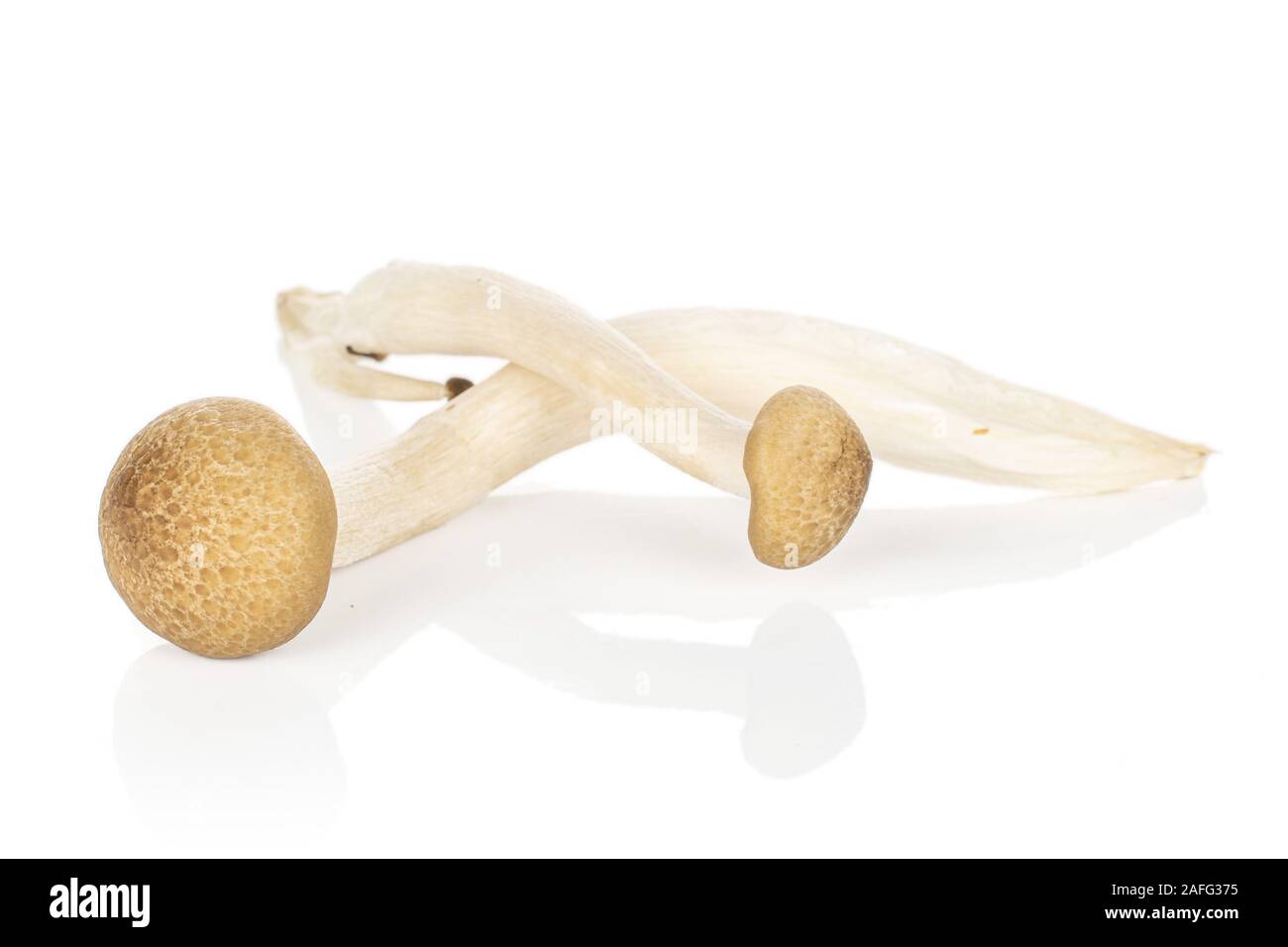 Group of two whole shimeji brown mushroom isolated on white background ...