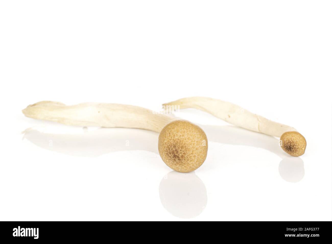 Group of two whole shimeji brown mushroom isolated on white background ...
