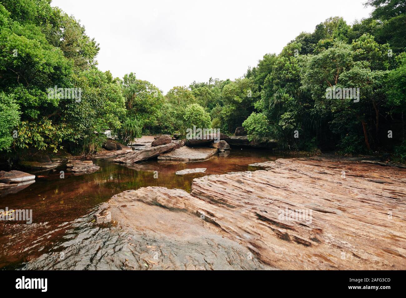 Beautiful backwater surrounded by lush vegetation of rainforest Stock ...