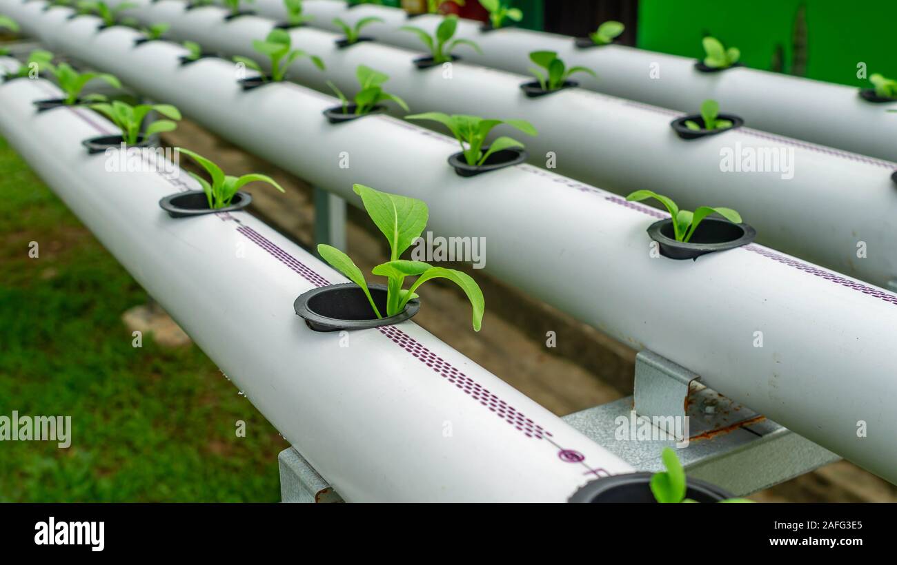hydroponic vegetables system. seed of mustard greens on pvc pipe full ...