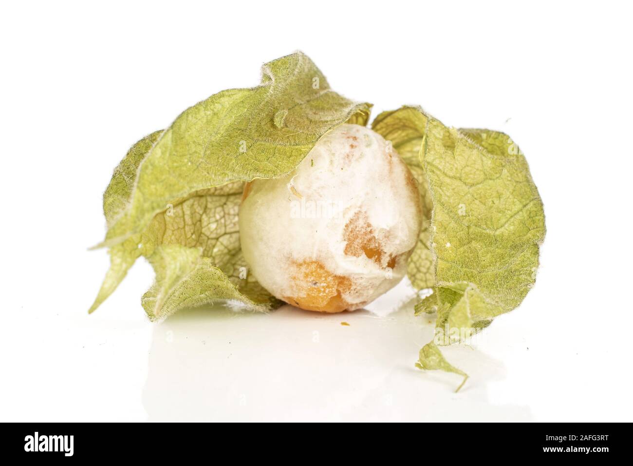 One whole moldy fresh orange physalis isolated on white background ...