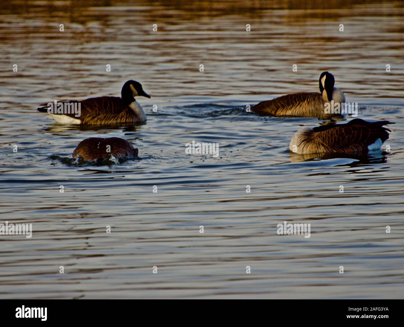 Canada geese wintering at Lindsey City Park, Canyon, Texas Stock Photo ...