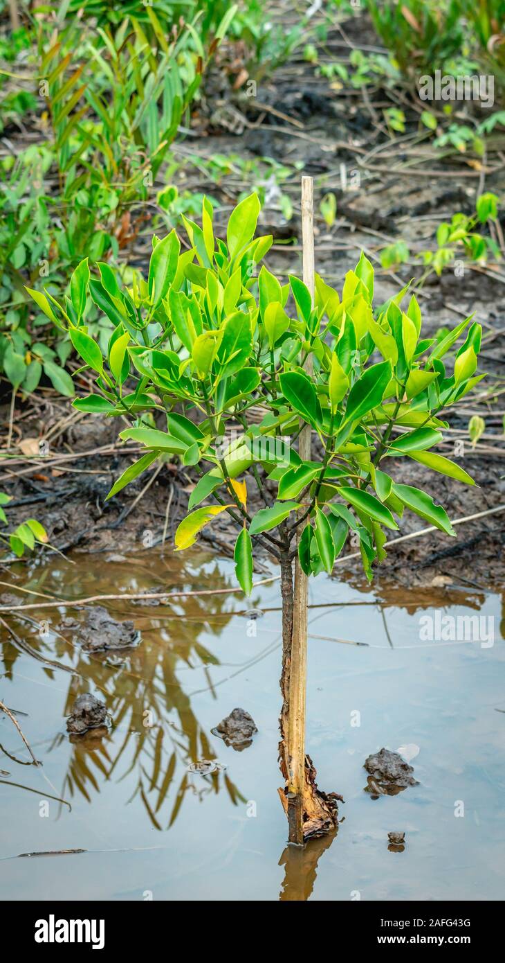 Mangrove Planting High Resolution Stock Photography and Images - Alamy