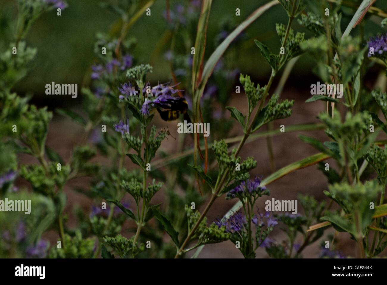 Bumble Bee gathering Pollen, Canyon, Texas Stock Photo - Alamy