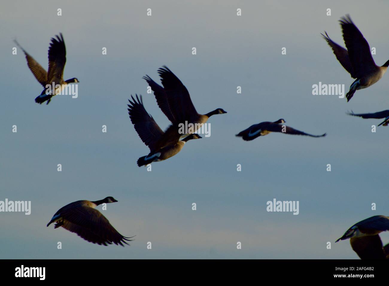 Canada geese wintering at Lindsey City Park, Canyon, Texas Stock Photo ...