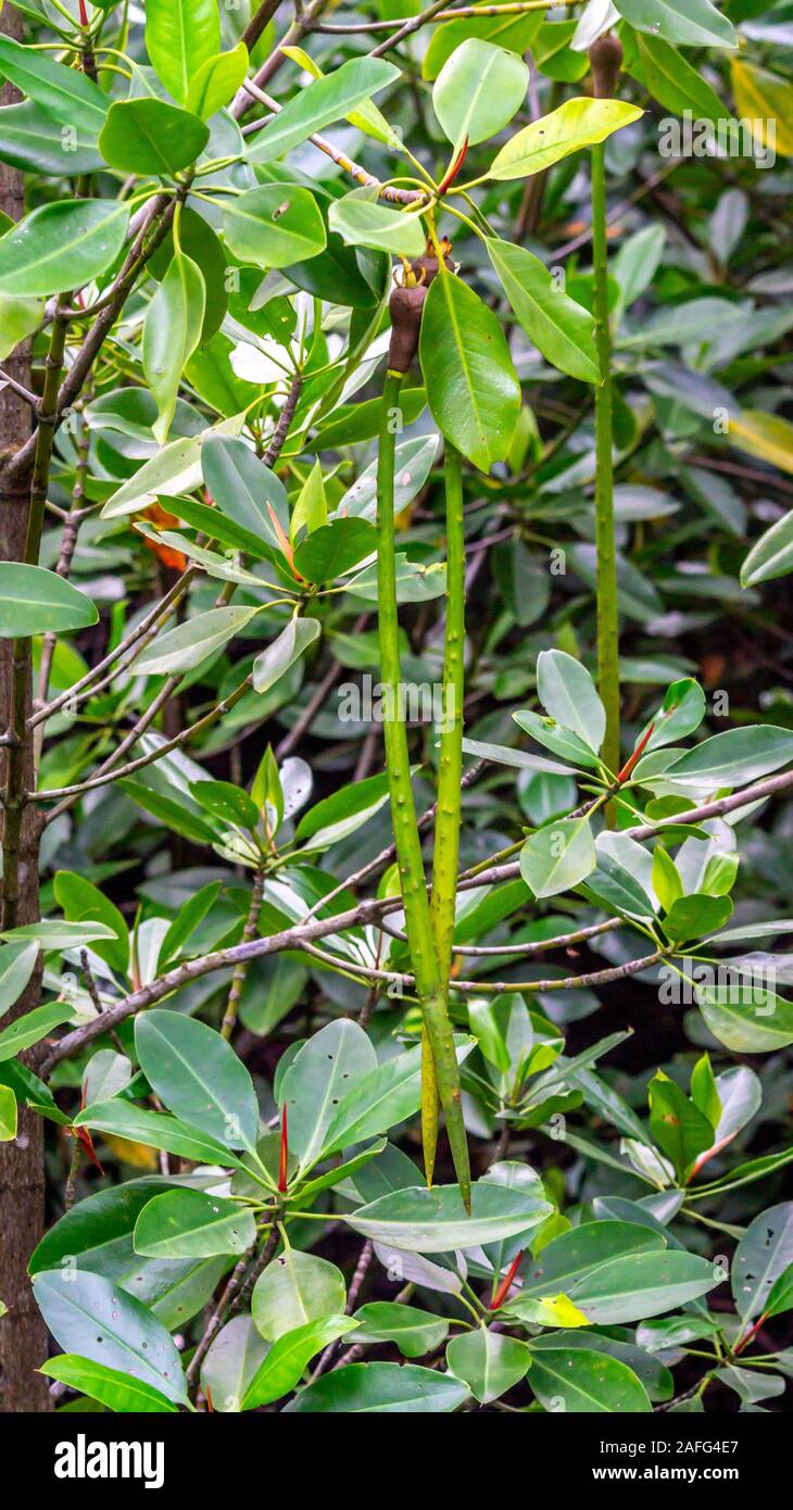 Mangrove plant with long shape fruit Stock Photo - Alamy