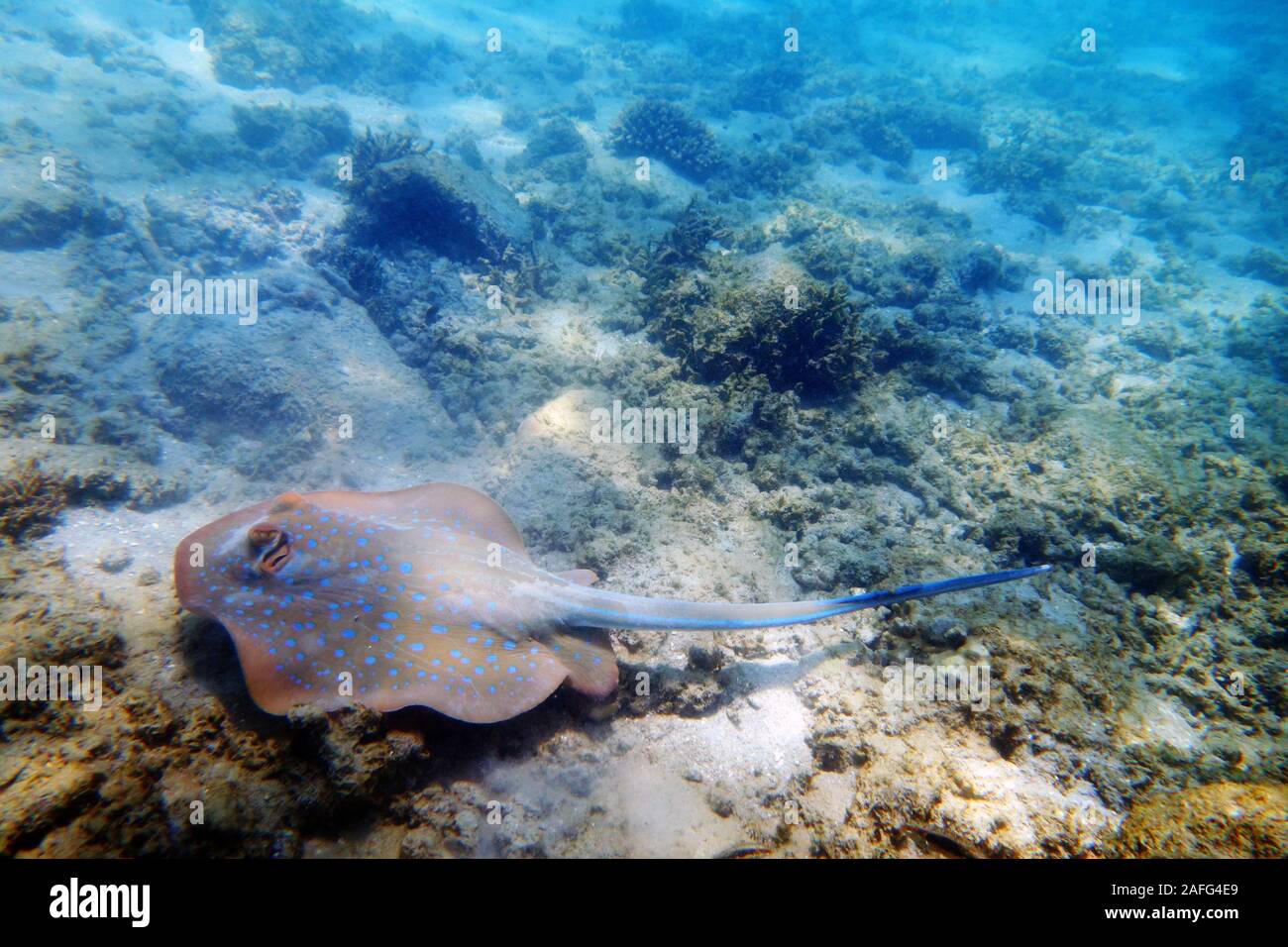 Bluespotted ribbontail ray (Taeniura lymma), Fitzroy Island, Great ...