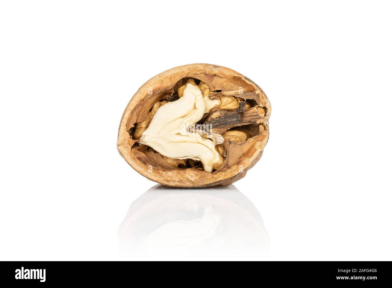 One half of fresh brown walnut cross section isolated on white ...