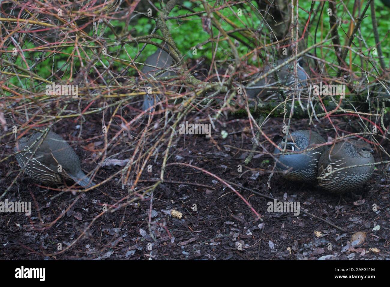 Quail on the ground under a bare bush in Eugene, Oregon, USA Stock ...