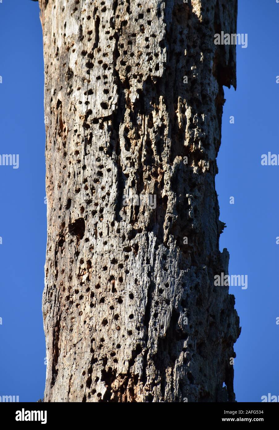 An dead tree riddled with holes from woodpeckers, along Elkhorn Slough ...