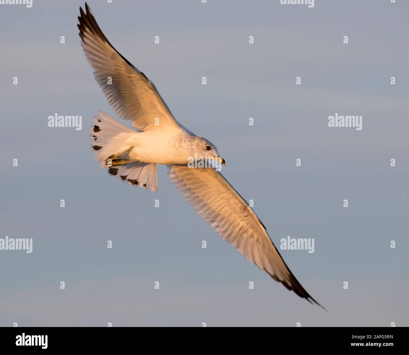 Ring billed gull (Larus delawarensis) in flight on the blue sky ...