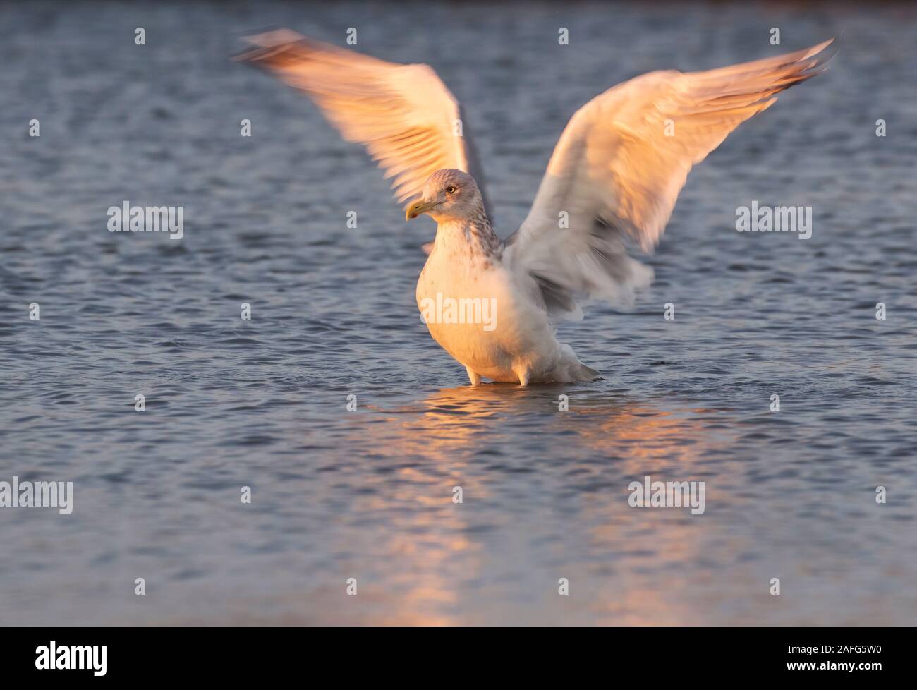 American herring gull or Smithsonian gull (Larus argentatus ...