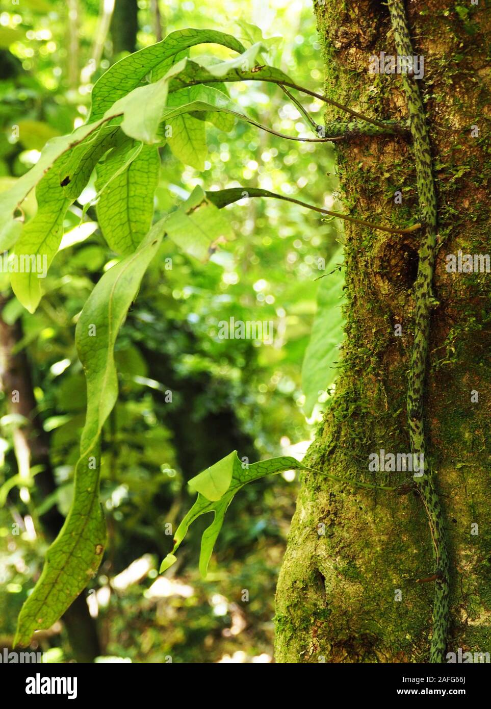 Vine on tree hi-res stock photography and images - Alamy