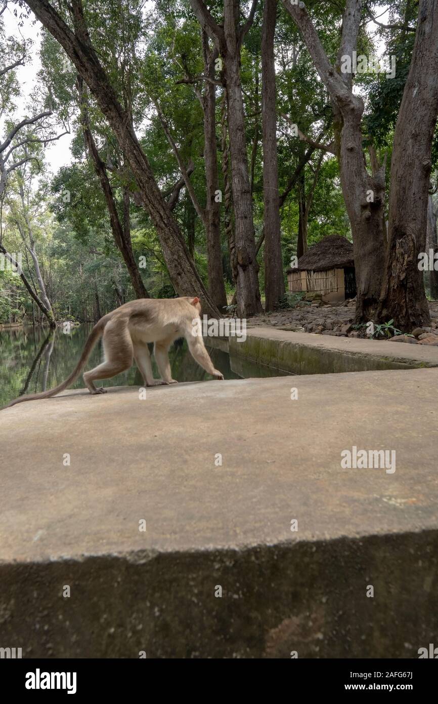 Monkey walking on wall Stock Photo - Alamy
