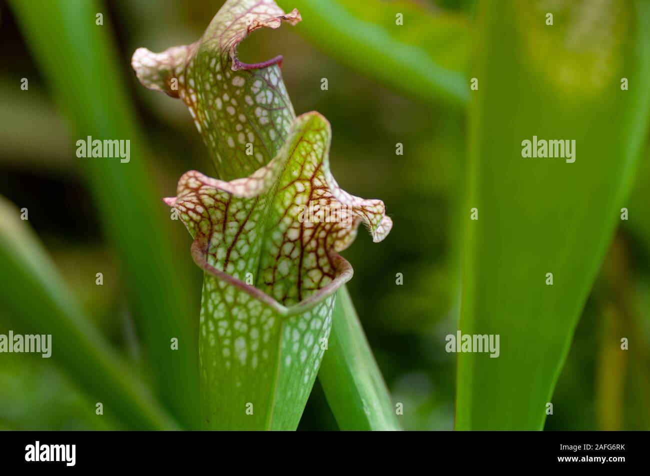 Sarracenia pitcher plants, commonly called trumpet pitchers Stock Photo ...
