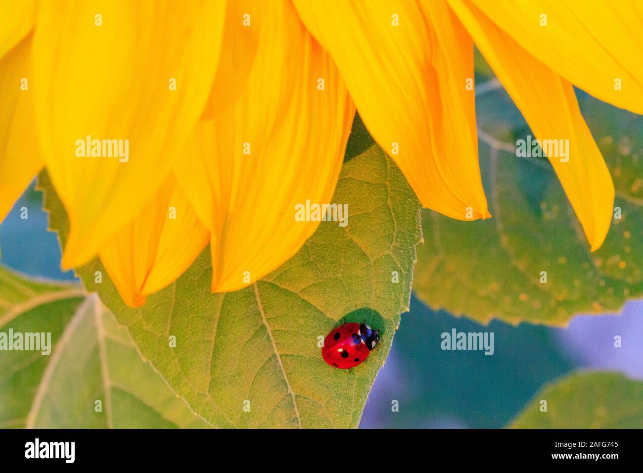 Macro of ladybug on a blade of sunflower n the morning sun Ladybug ...