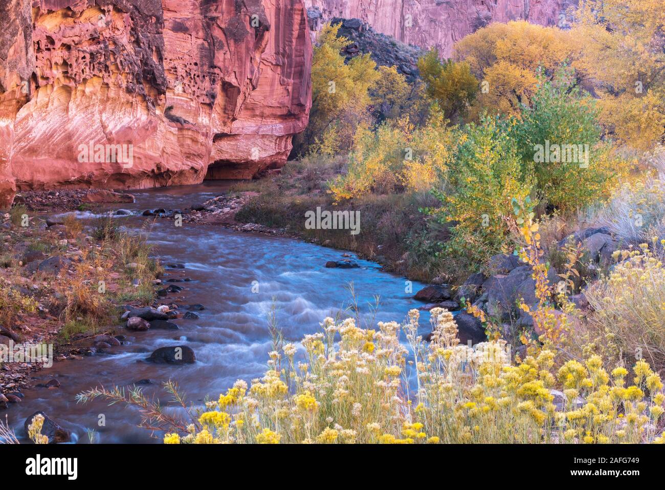 Autumn in Capitol Reef National Park near Torrey, Utah Stock Photo - Alamy