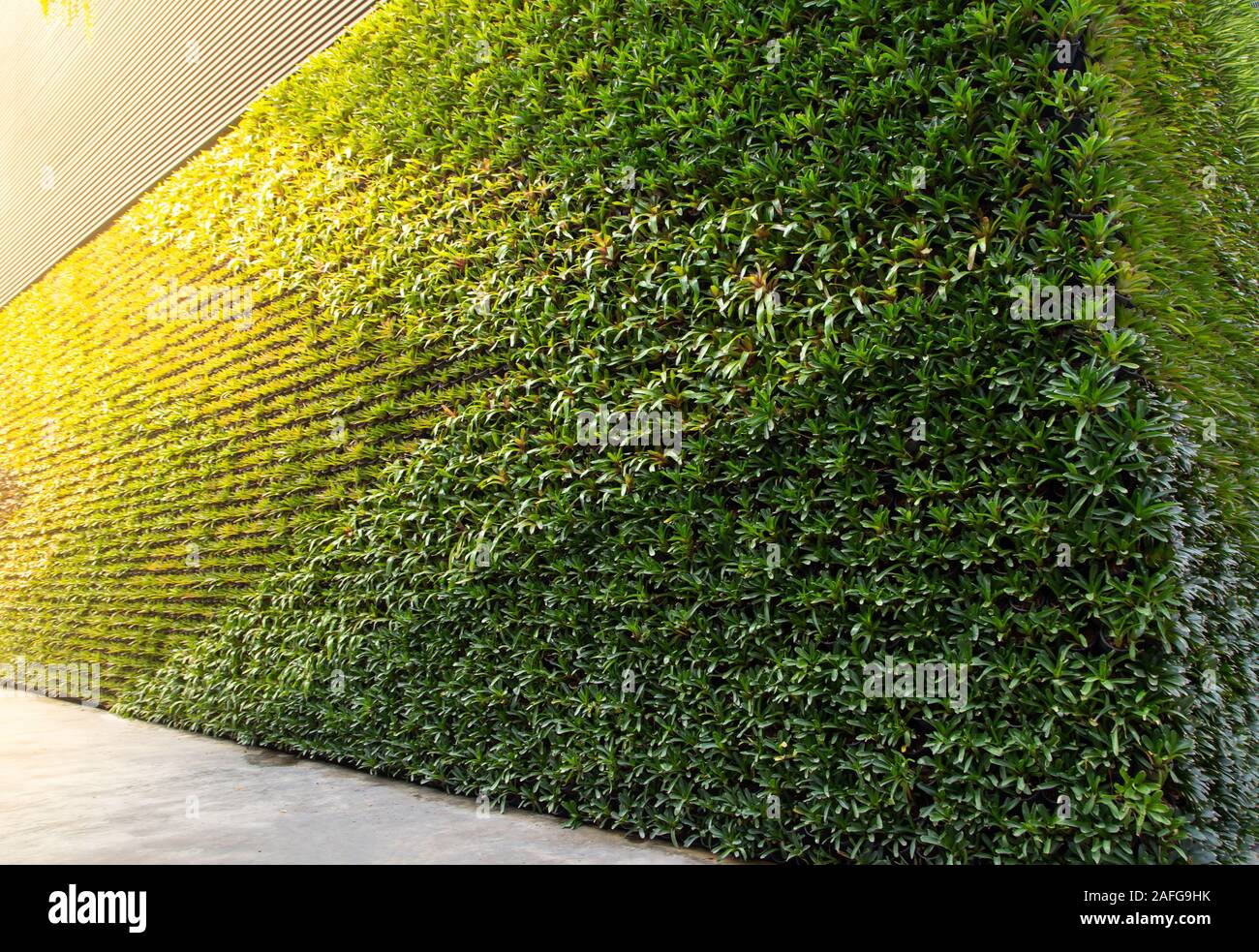 Green wall vertical garden friendly green nature design landscape in ...